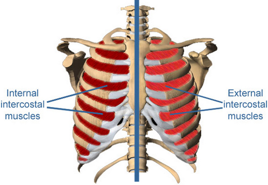 Intercostals