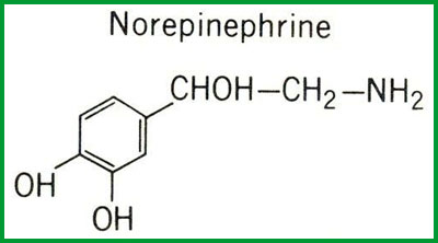 Norepinephrine