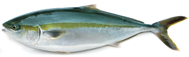Yellowtail
